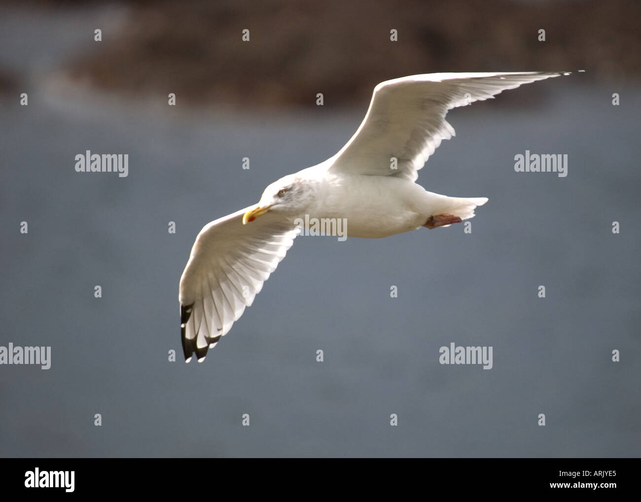 Seagull in flight Stock Photo - Alamy
