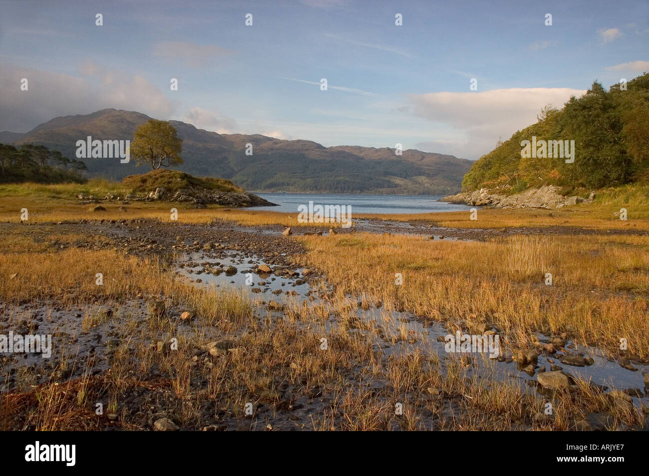 Shoreline of Loch Sunart, West Scotland Stock Photo - Alamy