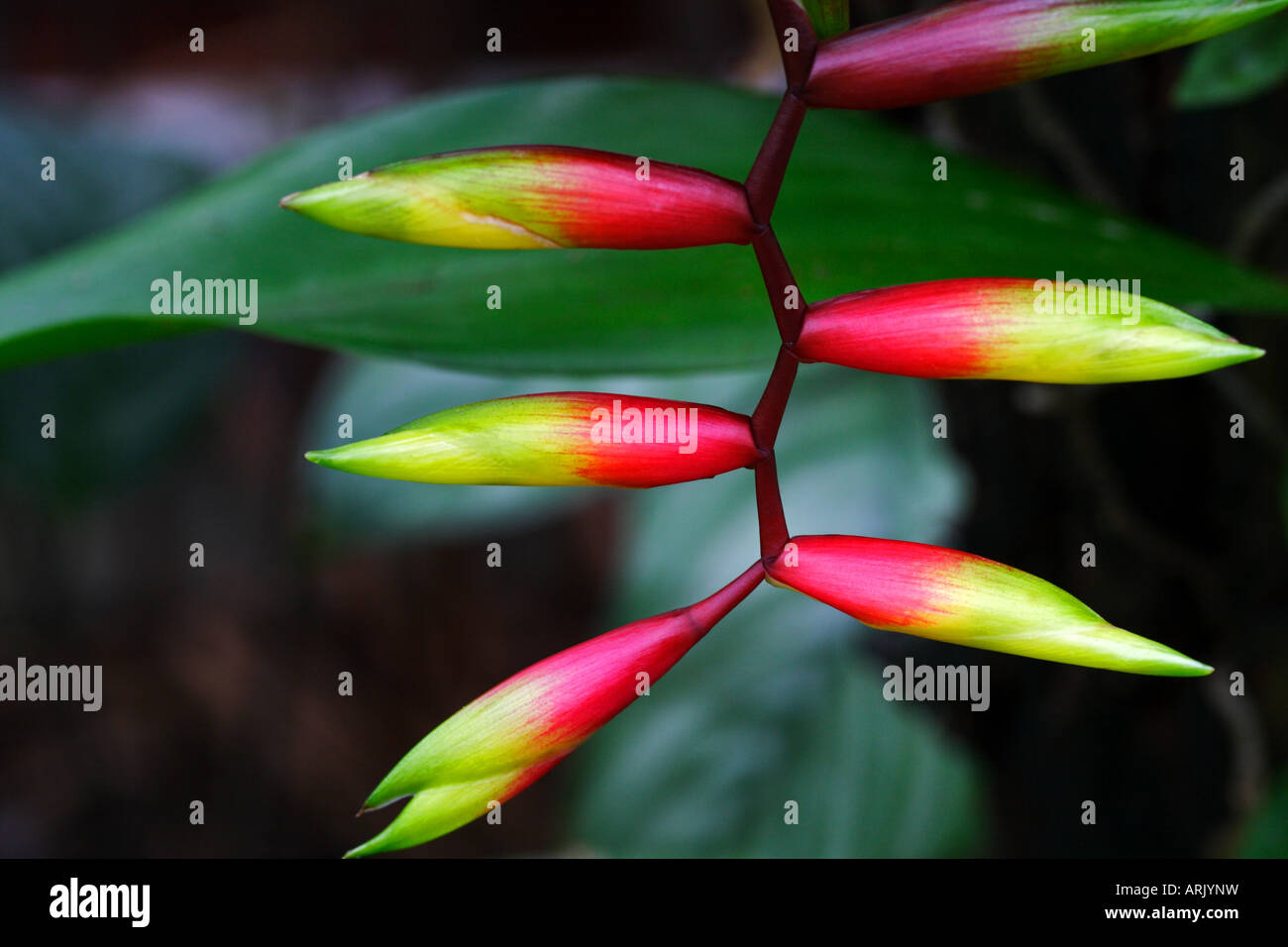 Vriesea simplex hi-res stock photography and images - Alamy