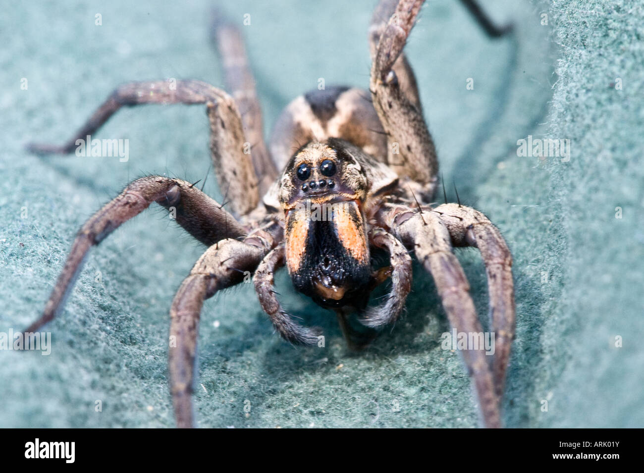 Wolf spider hi-res stock photography and images - Alamy