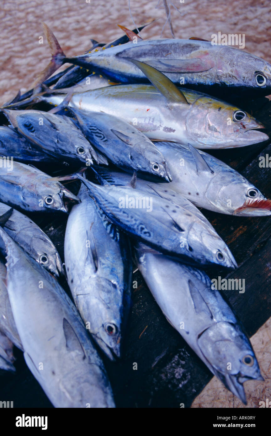 Seychelles fish hi-res stock photography and images - Alamy