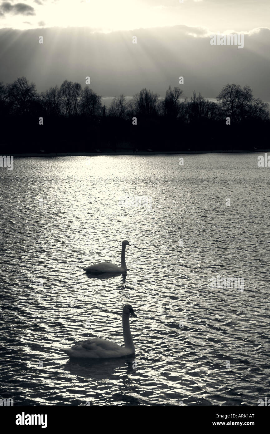 Two swans swimming in a lake Stock Photo - Alamy