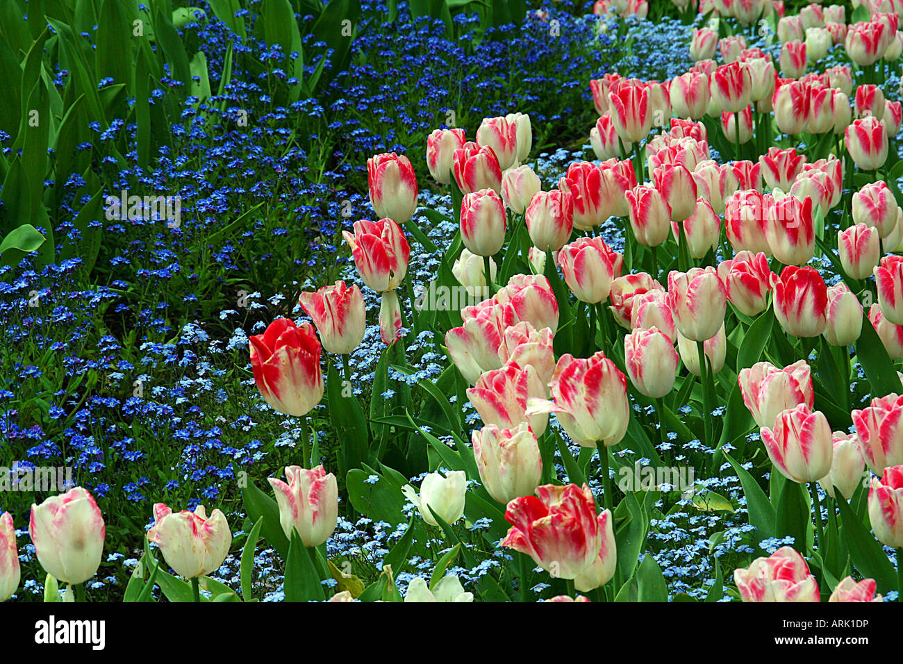 Close-up of flowers in a garden, Butchart Gardens, Victoria, British ...
