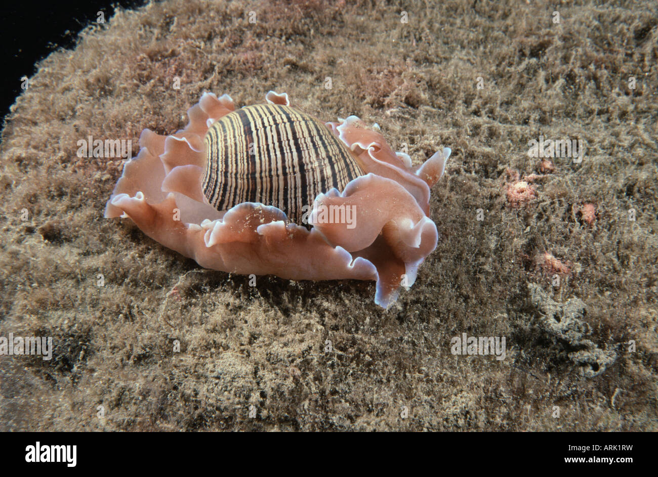 Close-up of a Rose Petal Bubble shell (Hydatina physis Stock Photo - Alamy