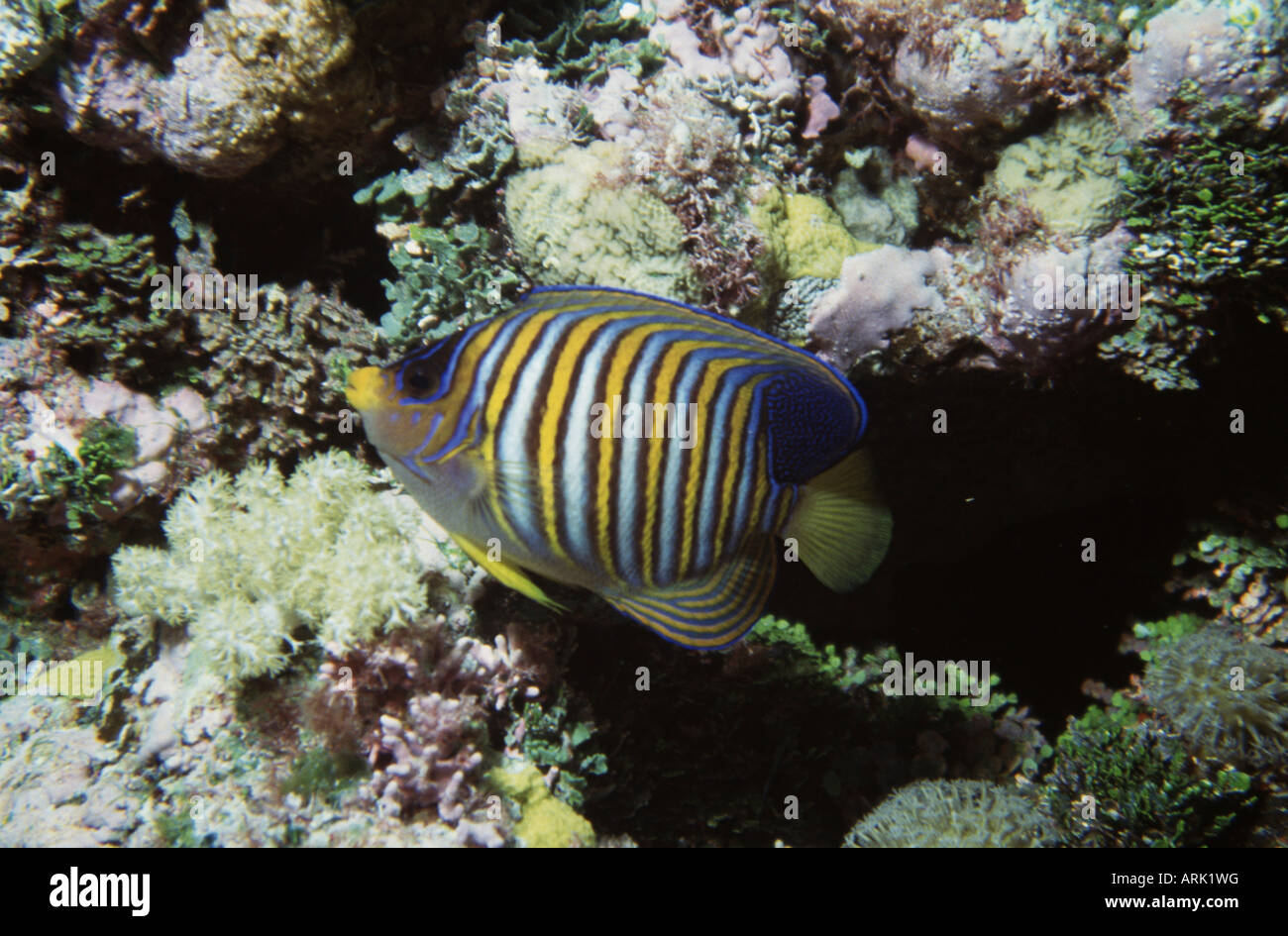 High angle view of a Regal angelfish (Pygoplites diacanthus) underwater ...