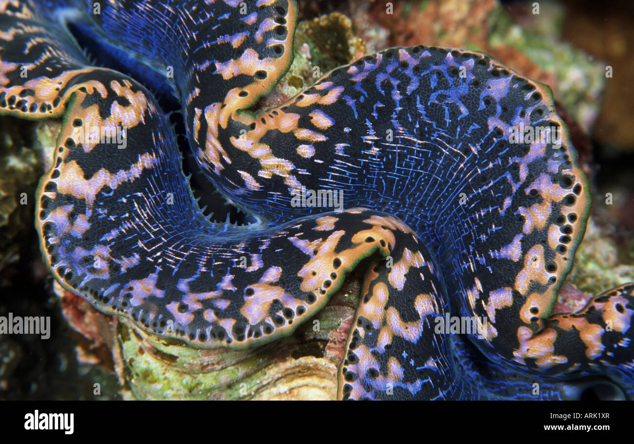 Close-up of a Giant clam (Tridacna sp.) underwater Stock Photo - Alamy