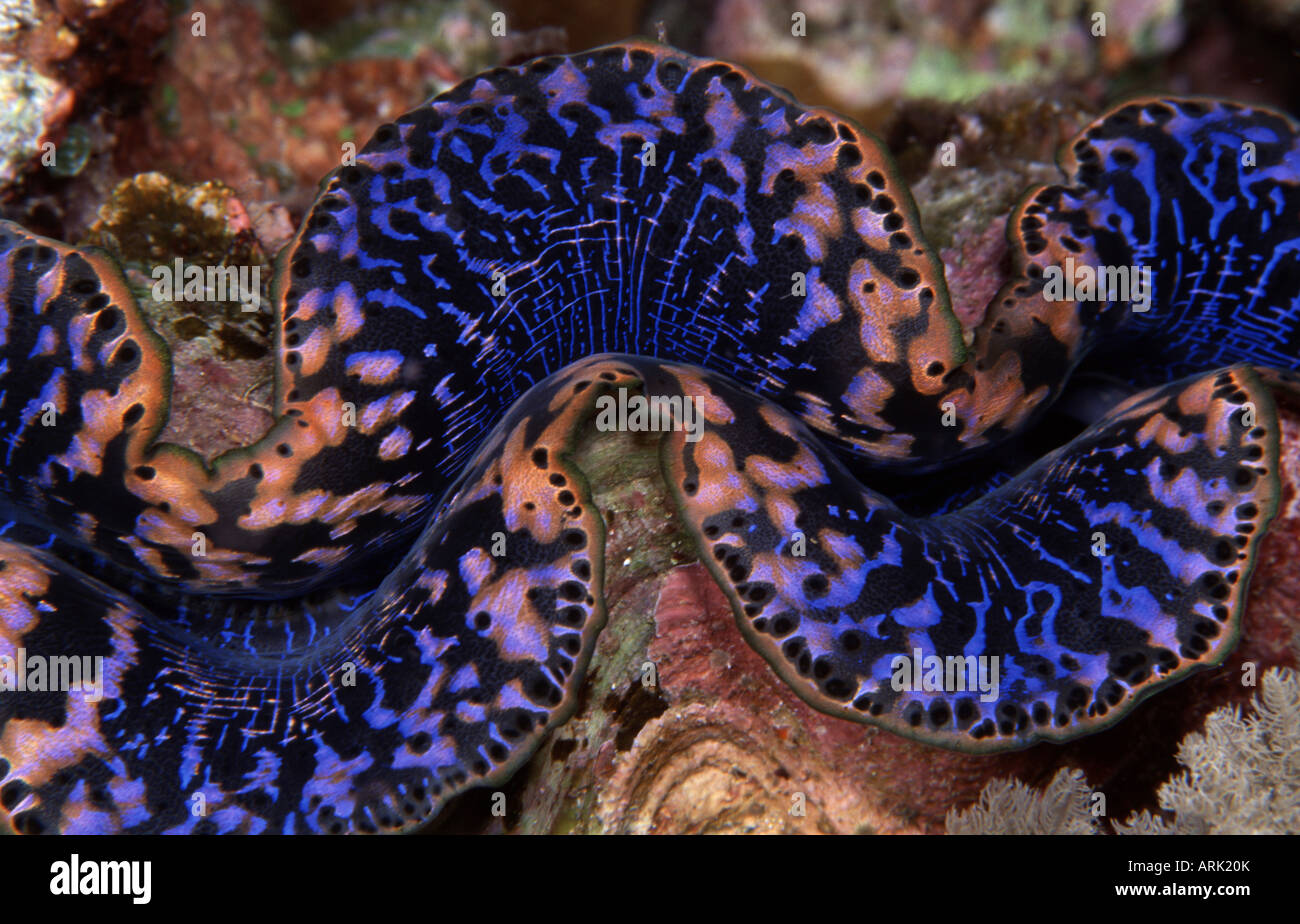 Close-up of a Giant clam (Tridacna sp.) underwater Stock Photo - Alamy