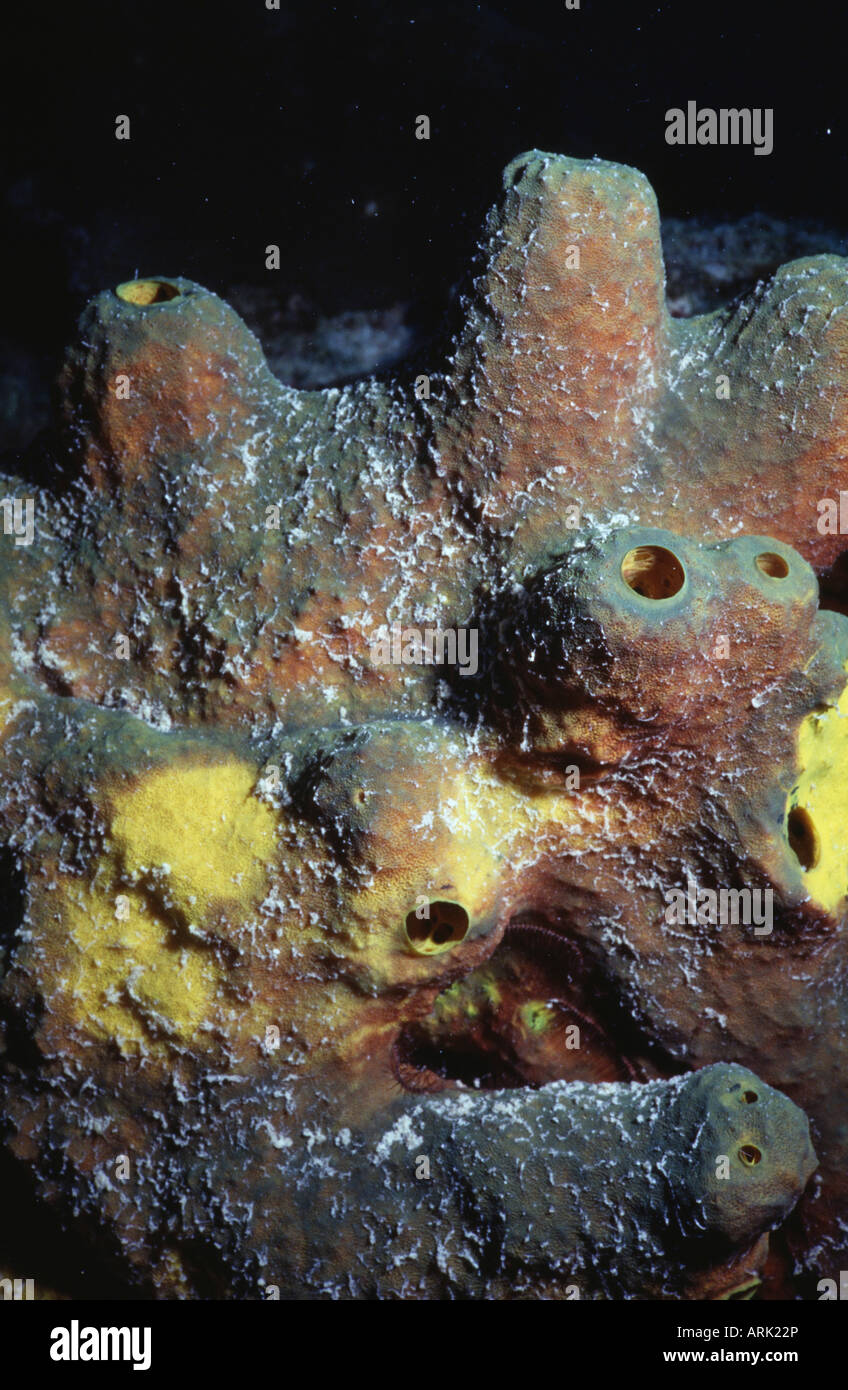 Sea sponge hollow hi-res stock photography and images - Alamy