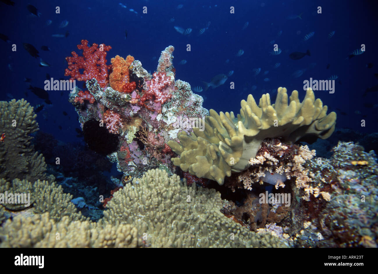 Hard and soft corals underwater Stock Photo - Alamy