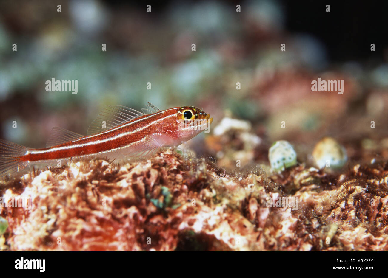 Helcogramma striatum coral fish hi-res stock photography and images - Alamy