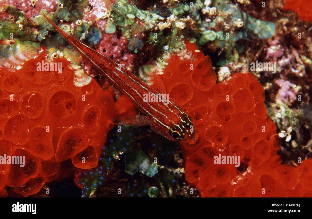 Helcogramma striatum coral fish hi-res stock photography and images - Alamy