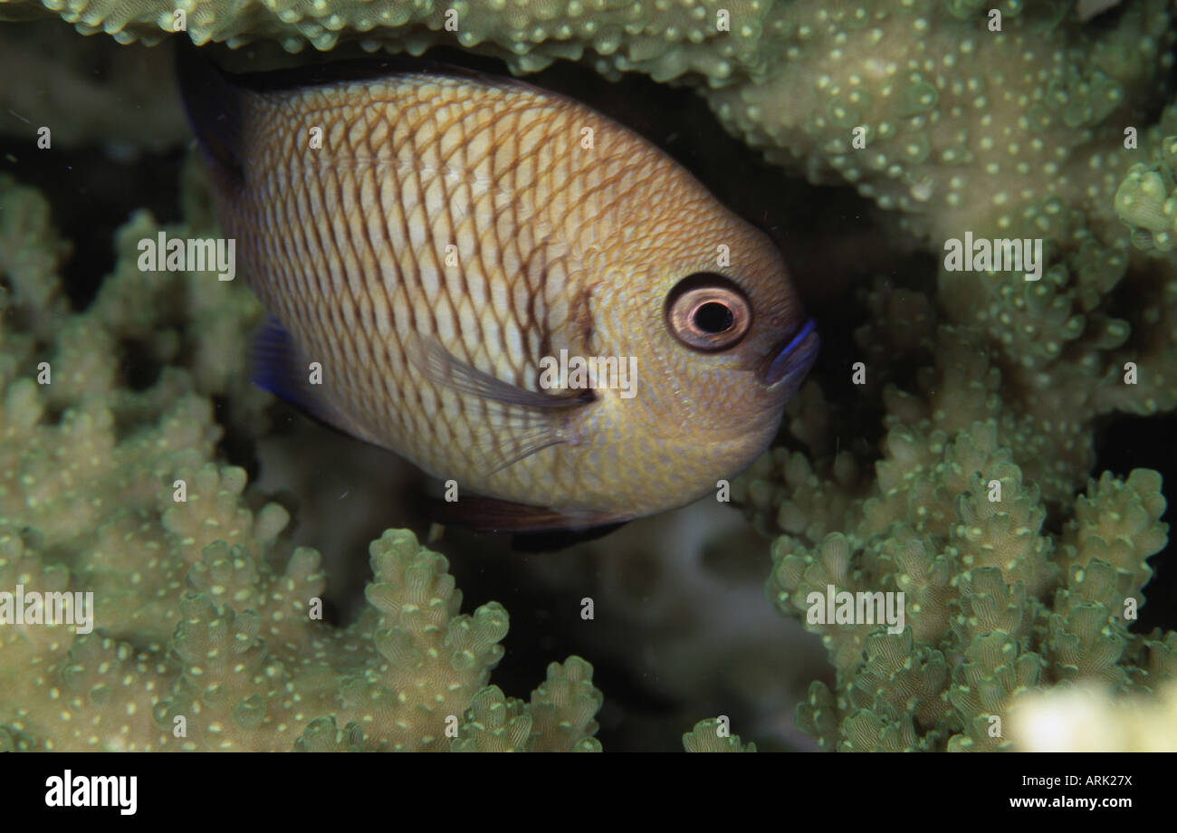 Reticulated dascyllus (Dascyllus reticulatus) swimming underwater Stock ...