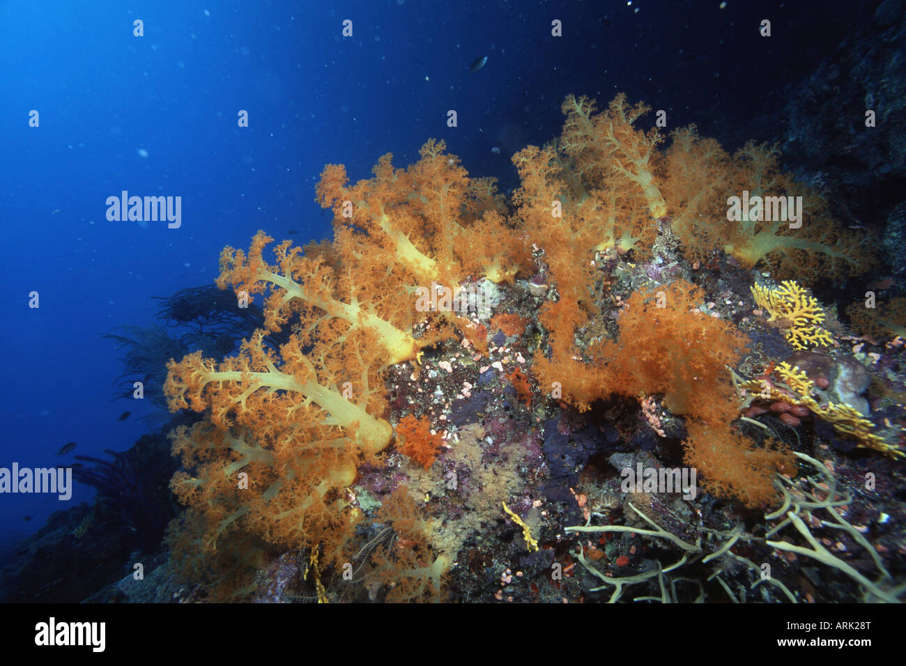 Yellow Divaricate Tree coral (Dendronephthya sp.) underwater Stock ...