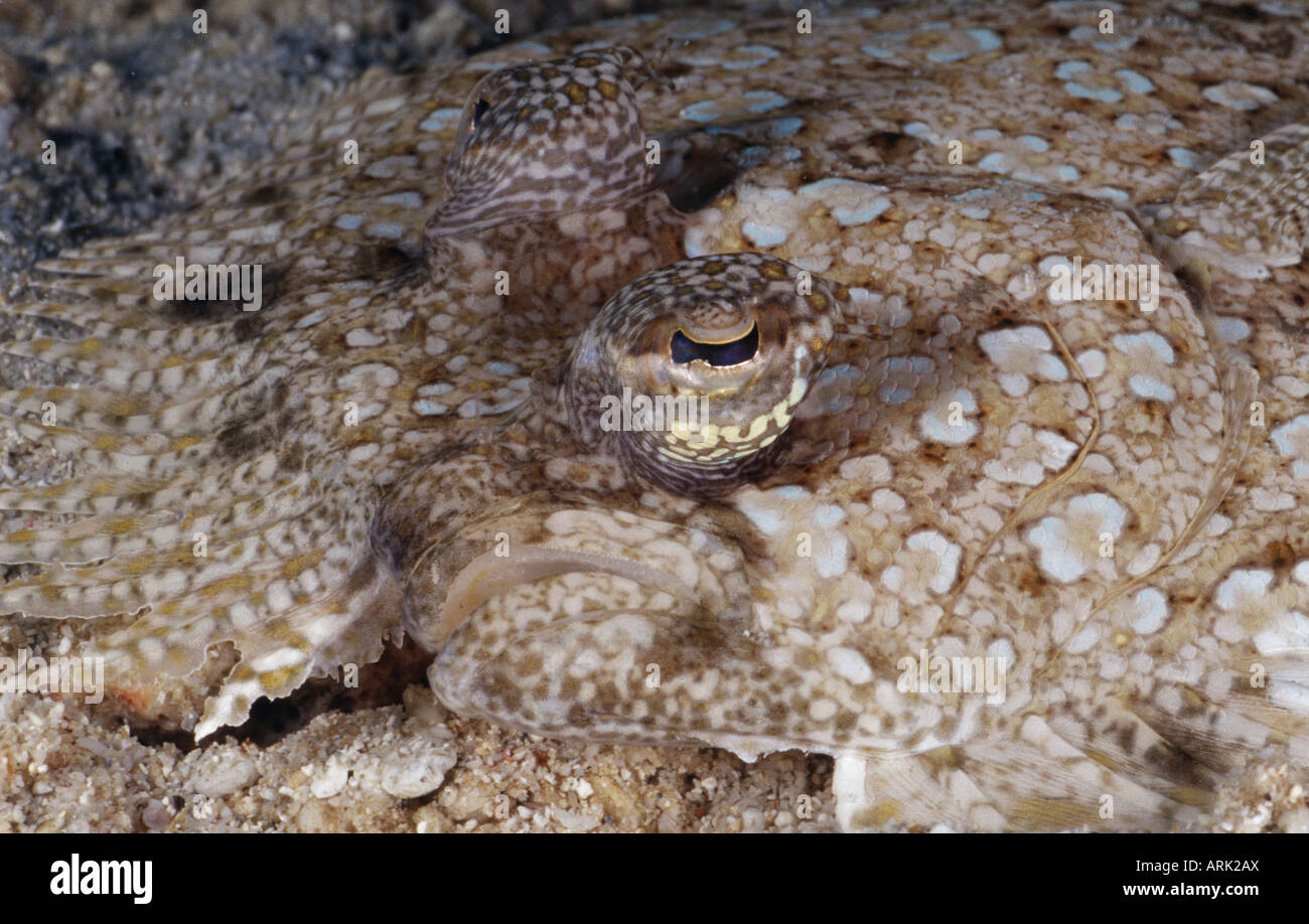 Leopard flounder (Bothus pantherinus) underwater Stock Photo - Alamy