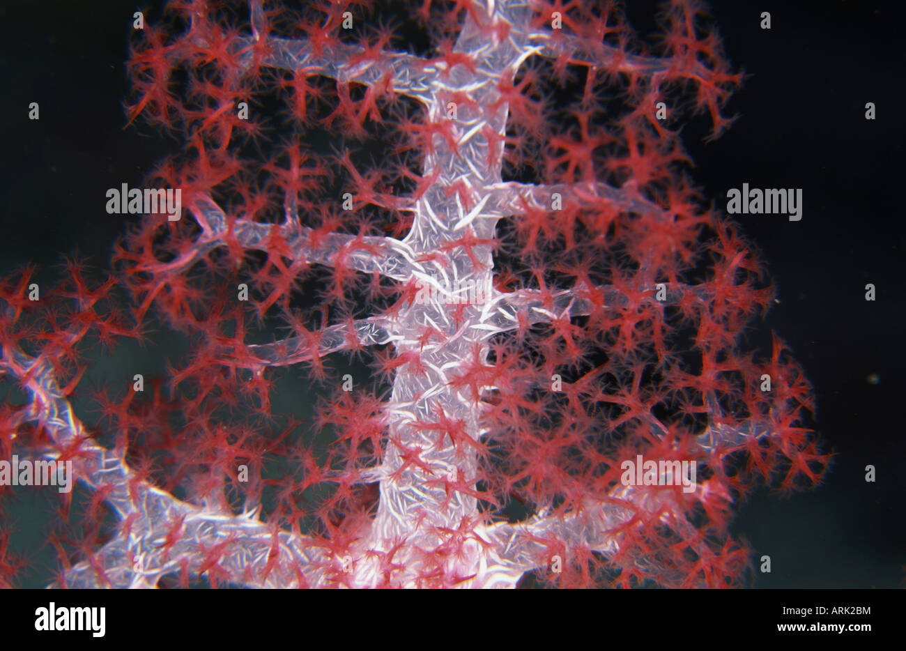 Divaricate tree coral hi-res stock photography and images - Alamy