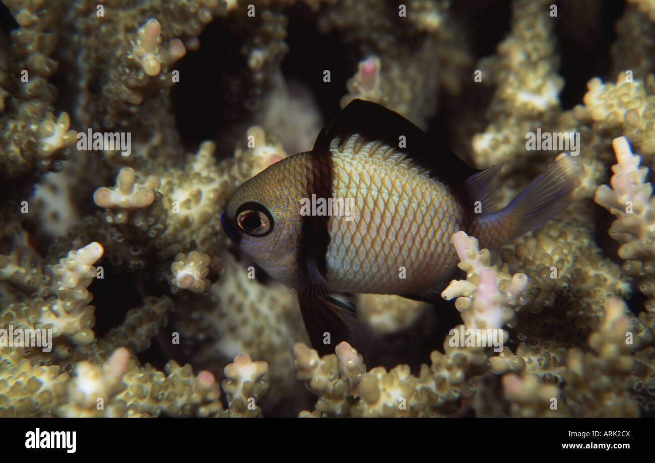 Reticulated dascyllus (Dascyllus reticulatus) swimming underwater Stock ...