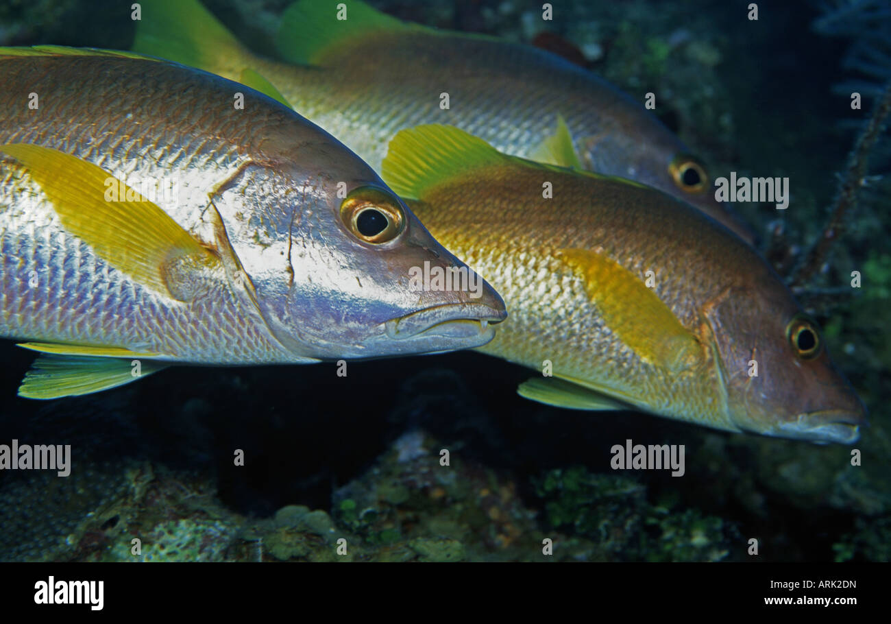 Close-up of three Onespot Snapper fish (Lutjanus monostigma) swimming ...
