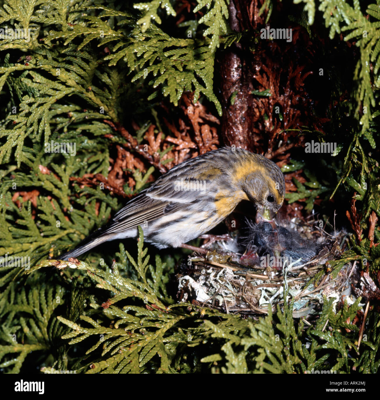 serin sini au nid Serin Serinus serinus feeding young art nest adult ...