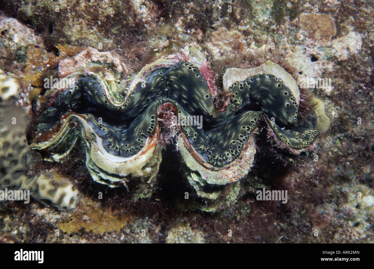 High angle view of a Giant clam (Tridacna sp.) underwater Stock Photo ...