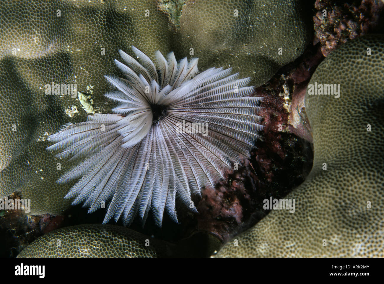 Giant fan worm hi-res stock photography and images - Alamy