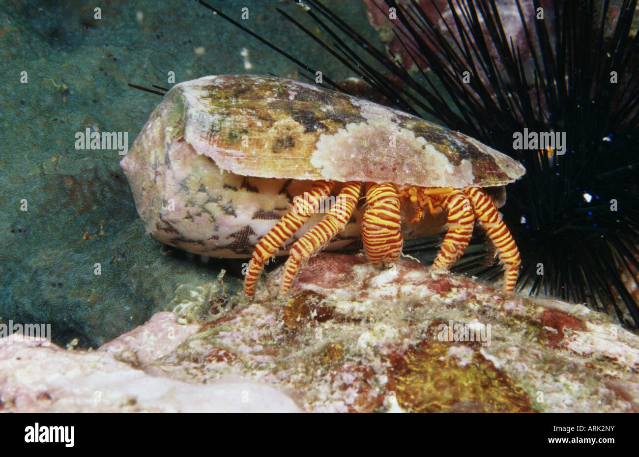 Trizopagurus strigatus hi-res stock photography and images - Alamy