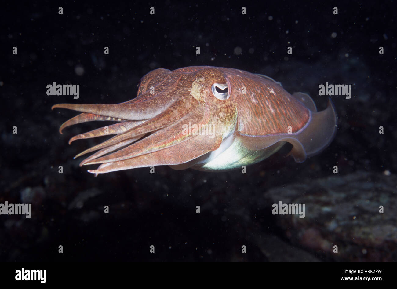 Broadclub cuttlefish (Sepia latimanus) swimming underwater Stock Photo ...