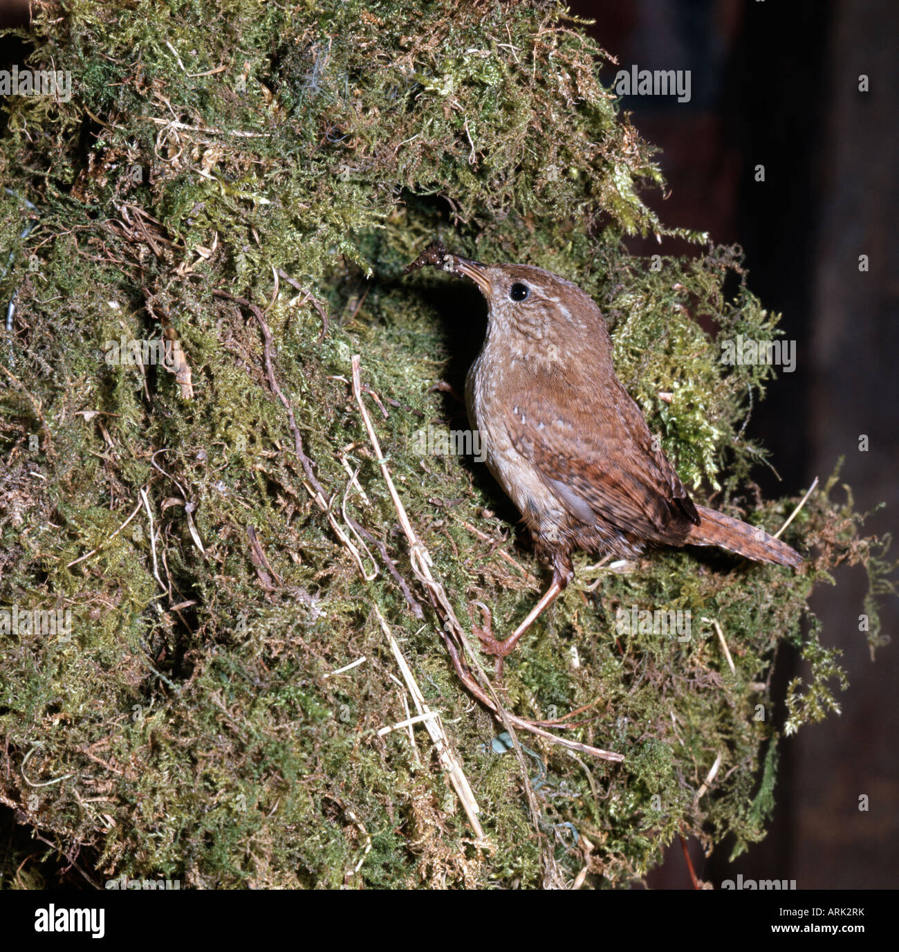 Troglodyte mignon hi-res stock photography and images - Alamy