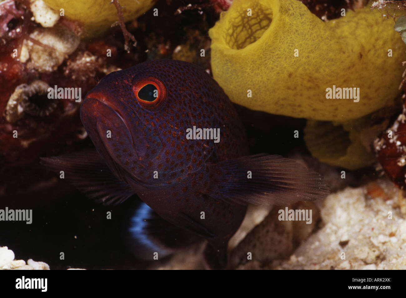 Bleeker grouper (Epinephelus bleekeri) underwater Stock Photo - Alamy