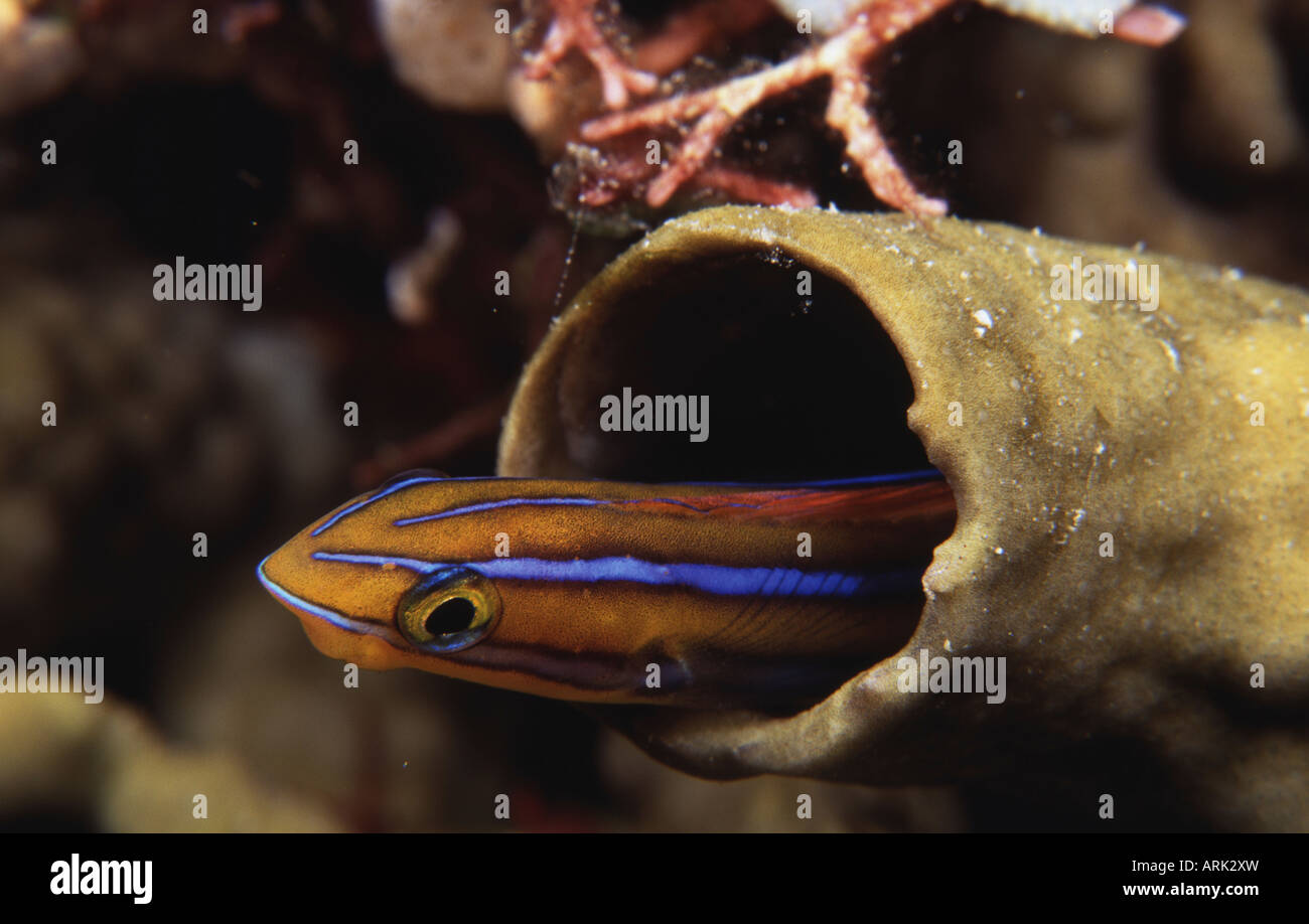 Blue-striped Blenny fish (Plagiotremus rhinorhynchos Stock Photo - Alamy