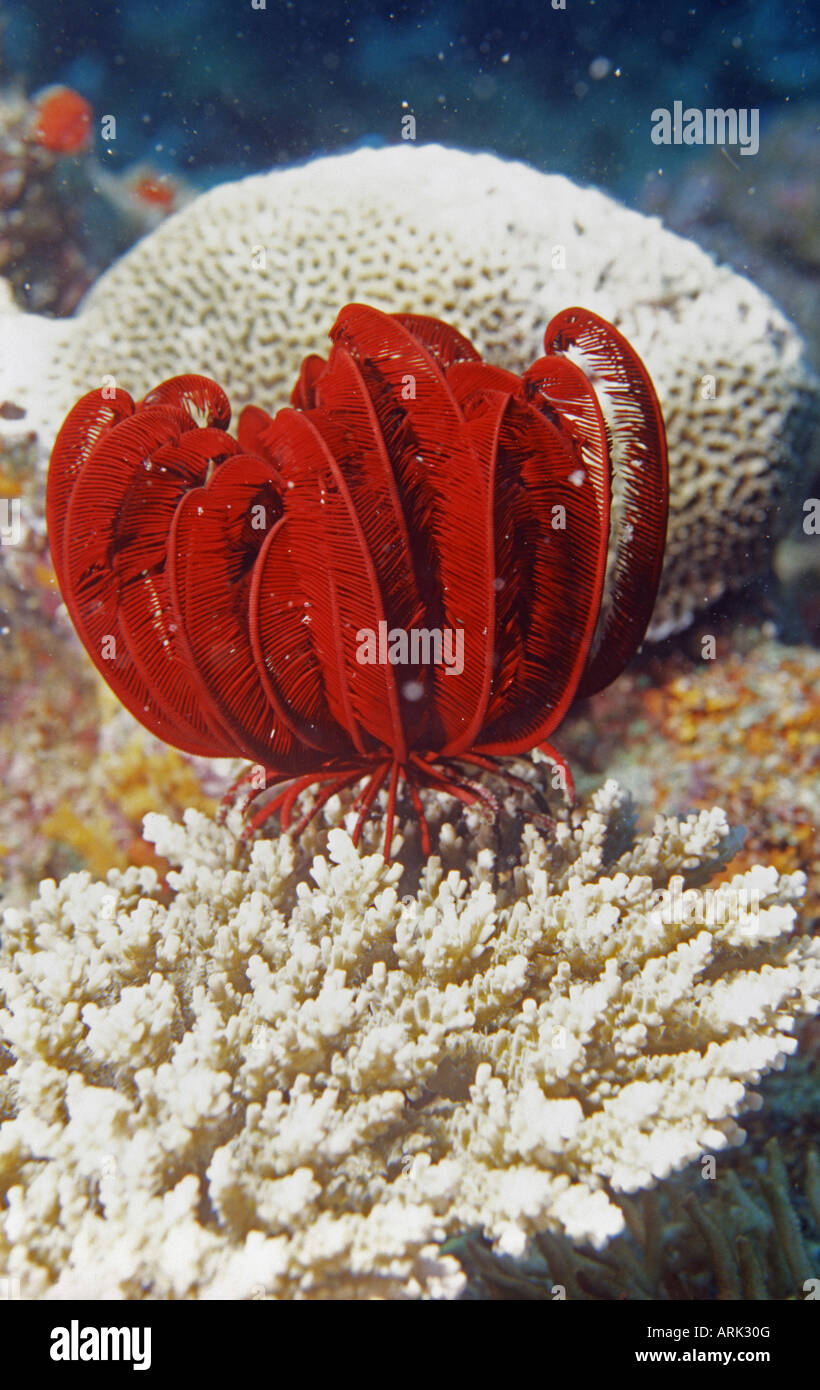 Feather star swimming hi-res stock photography and images - Alamy