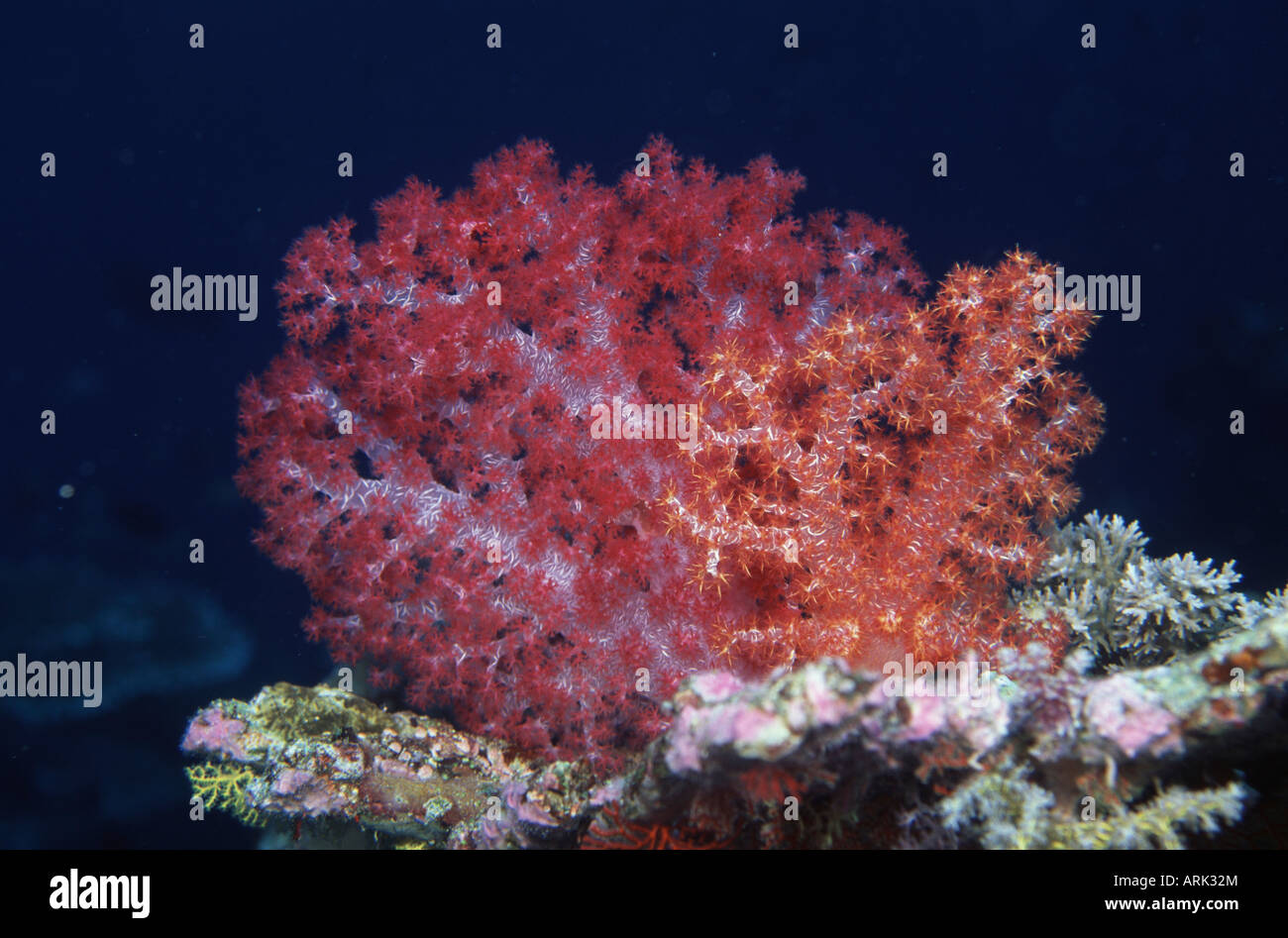 Close-up of Divaricate Tree coral (Dendronephthya sp.) underwater Stock ...
