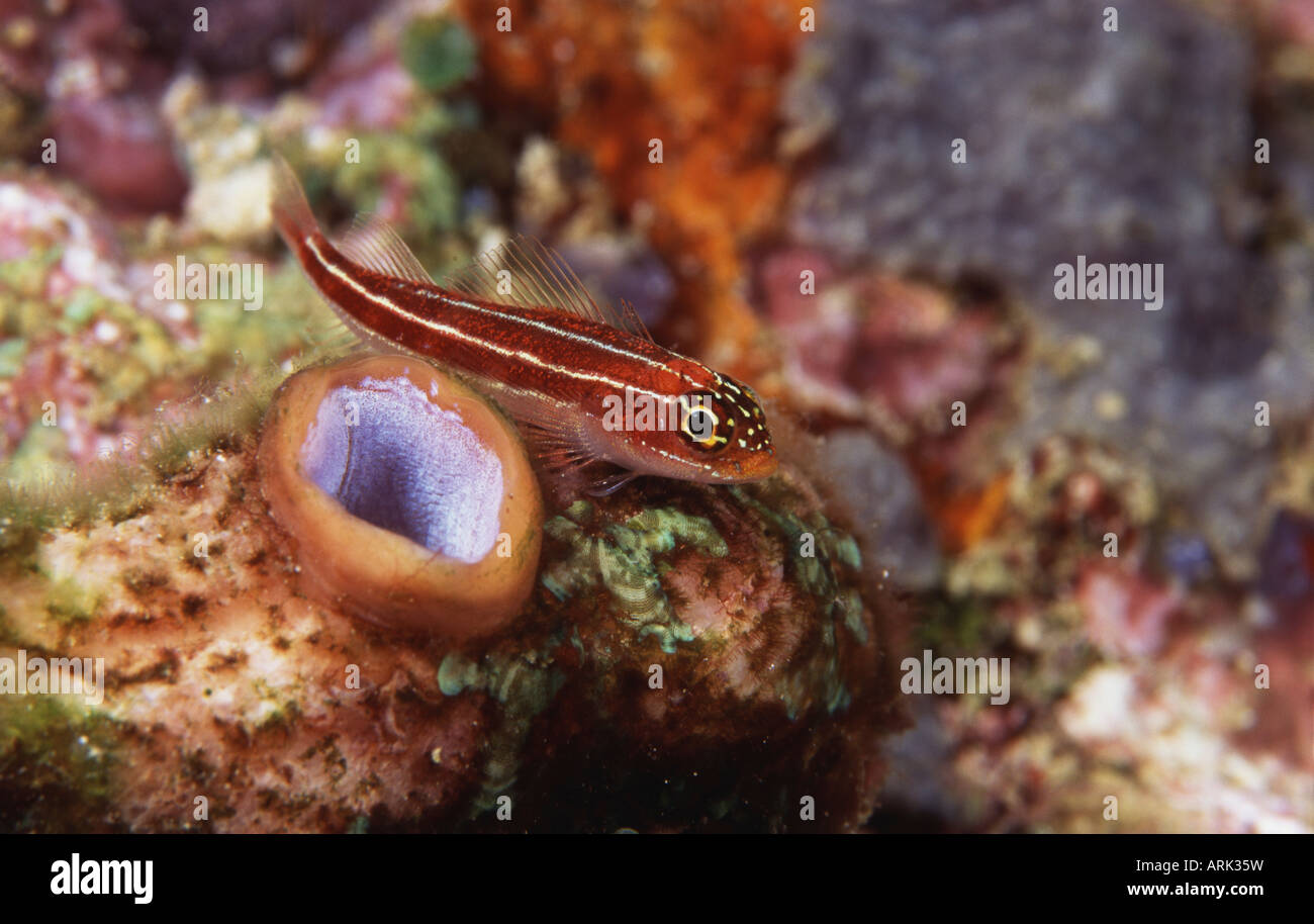 Close-up of a Neon triplefin (Helcogramma striatum) underwater Stock ...