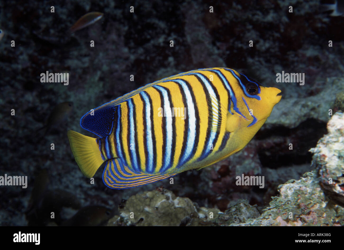 Regal angelfish (Pygoplites diacanthus) underwater Stock Photo - Alamy