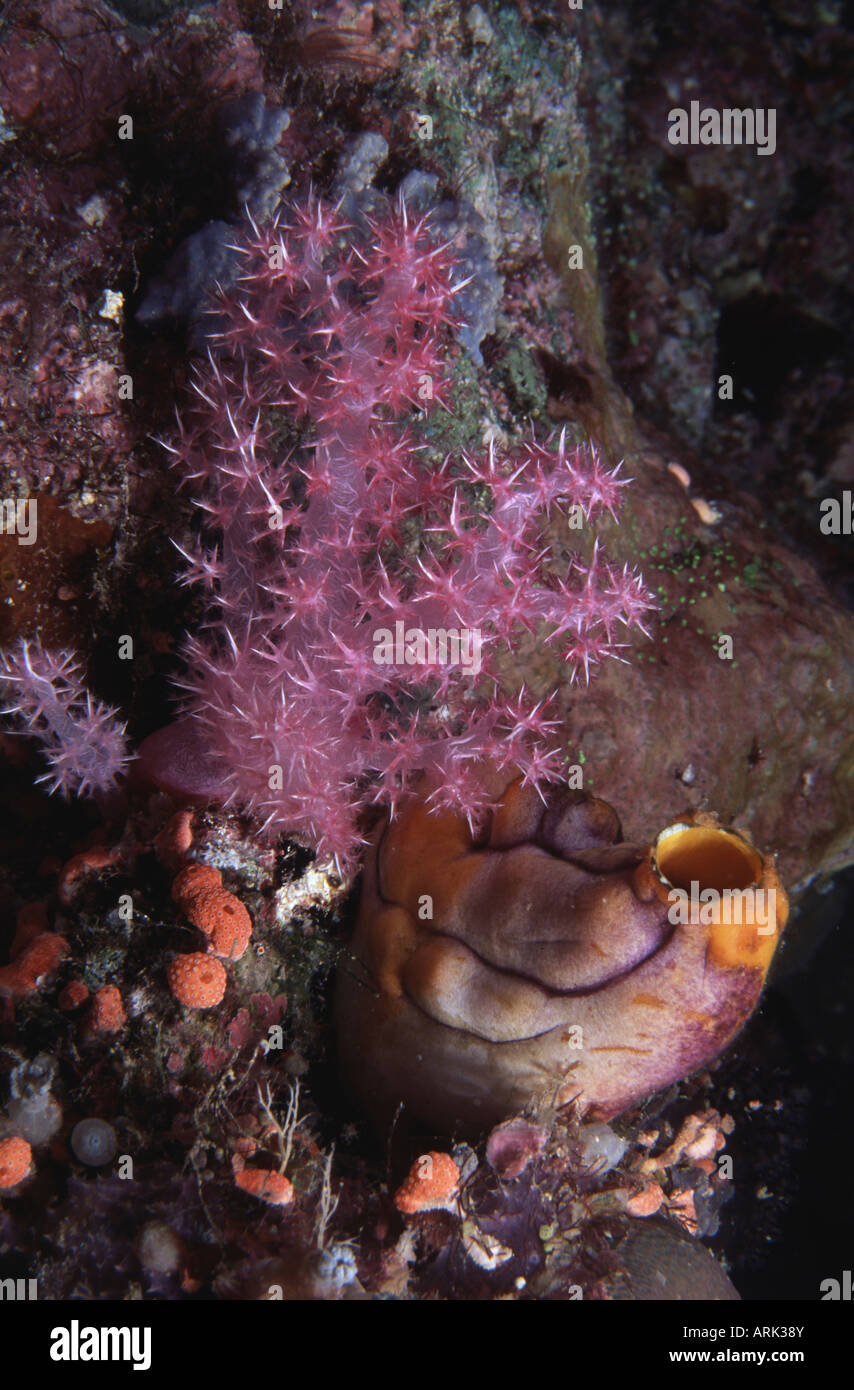 Sea squirt (Polycarpa aurata) underwater Stock Photo - Alamy
