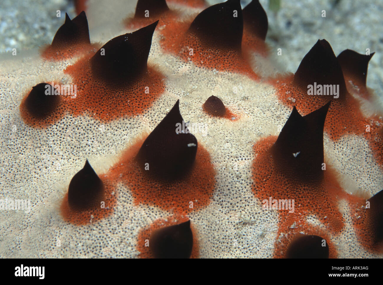 Close-up of a Chocolate Chip Starfish (Protoreaster nodosus Stock Photo ...