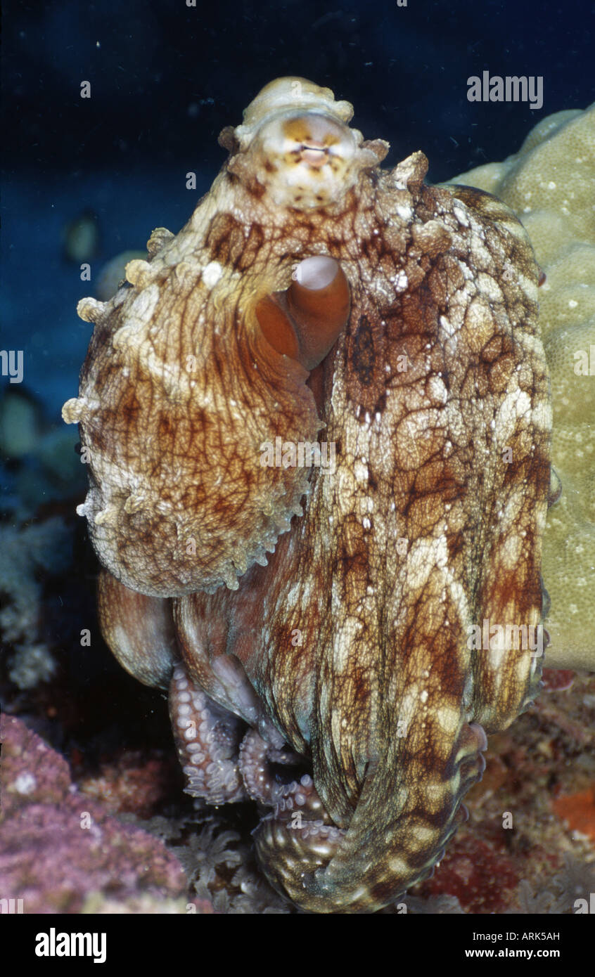 World octopus day hi-res stock photography and images - Alamy