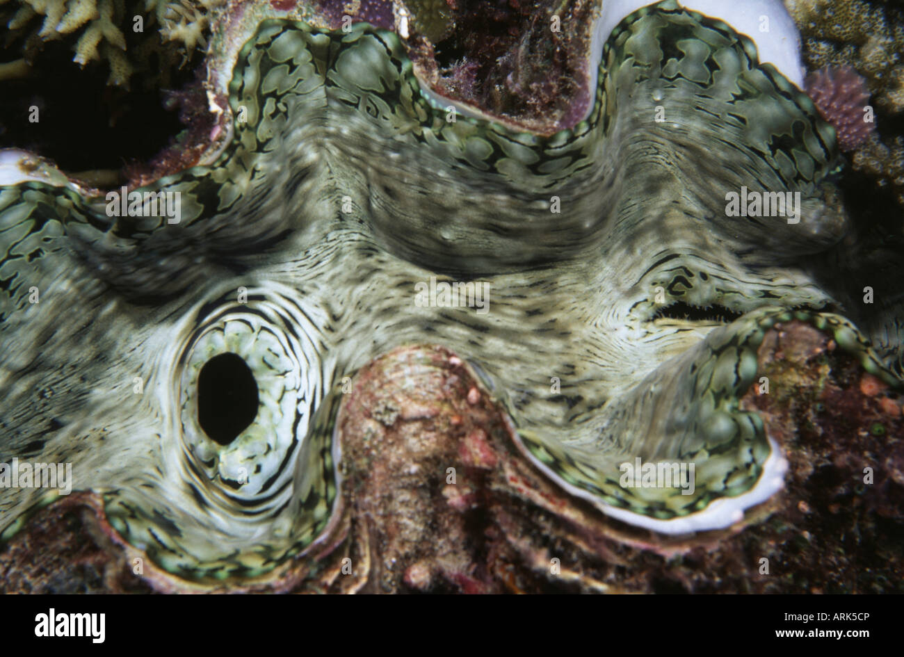 Siphon of a giant clam hi-res stock photography and images - Alamy