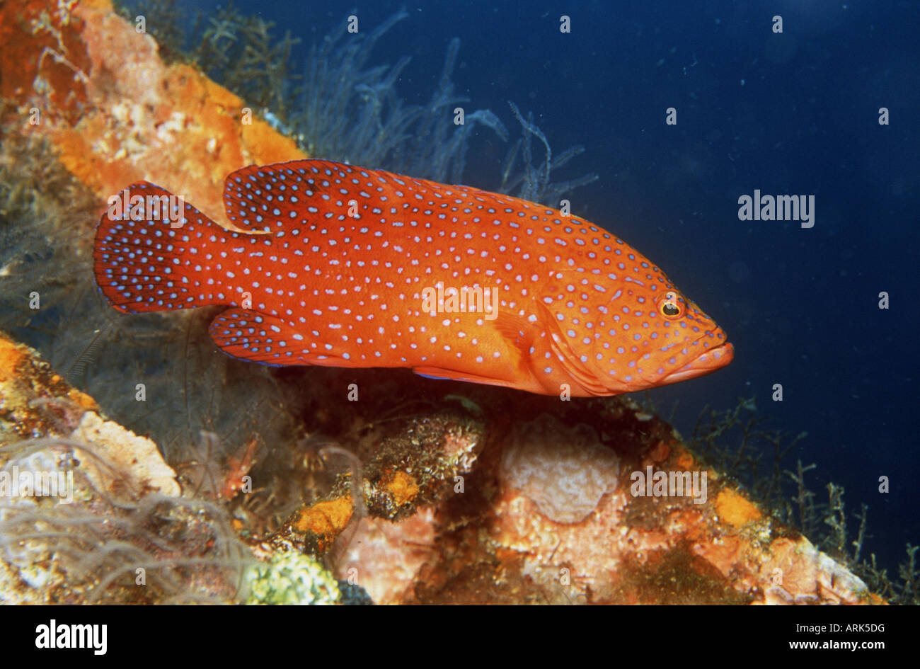 Close-up of a Coral grouper (Cephalopholis miniata) underwater Stock ...