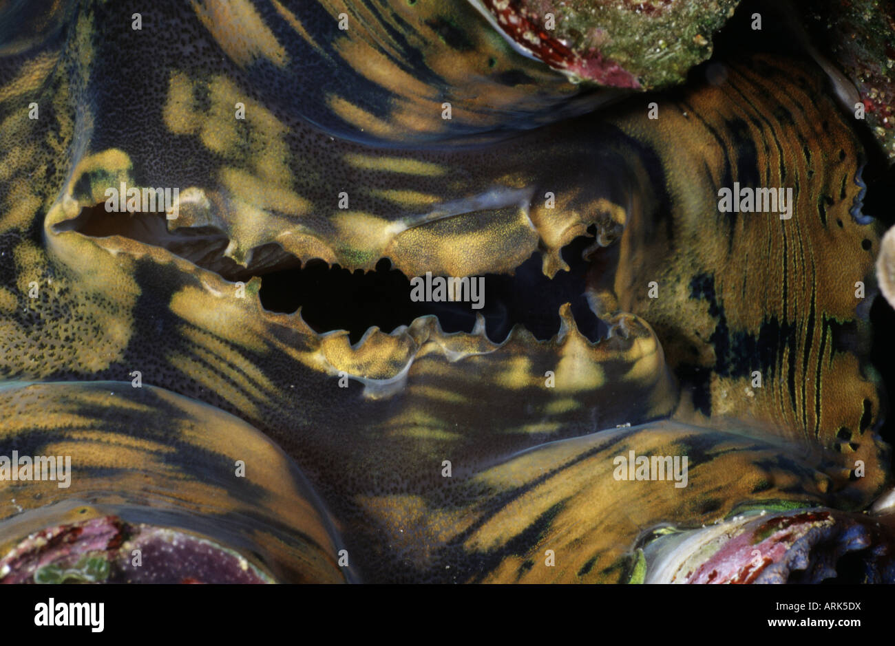 Close-up of a Giant clam (Tridacna sp Stock Photo - Alamy