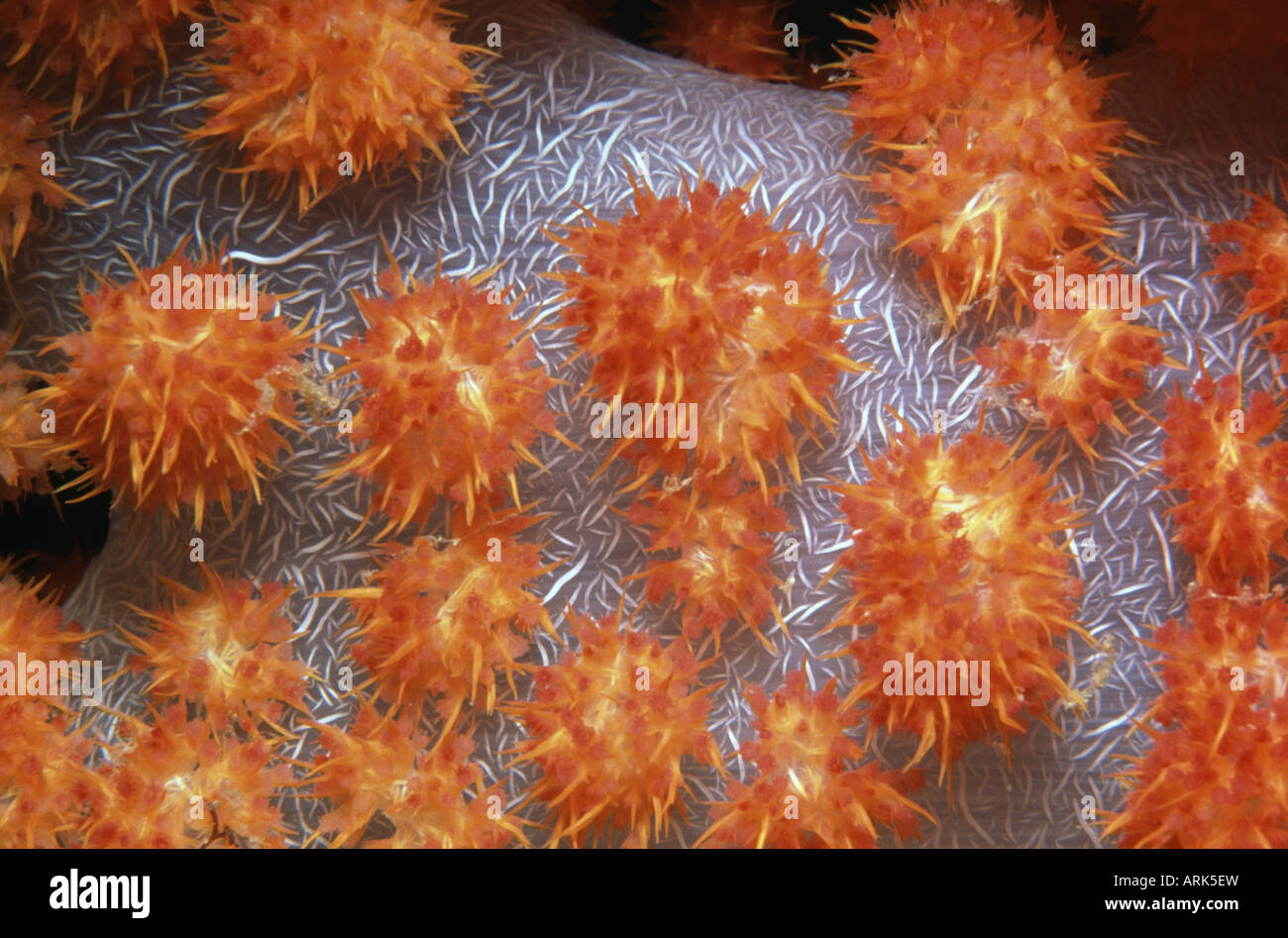 Close-up of Soft corals (Dendronephthya sp.) underwater Stock Photo - Alamy