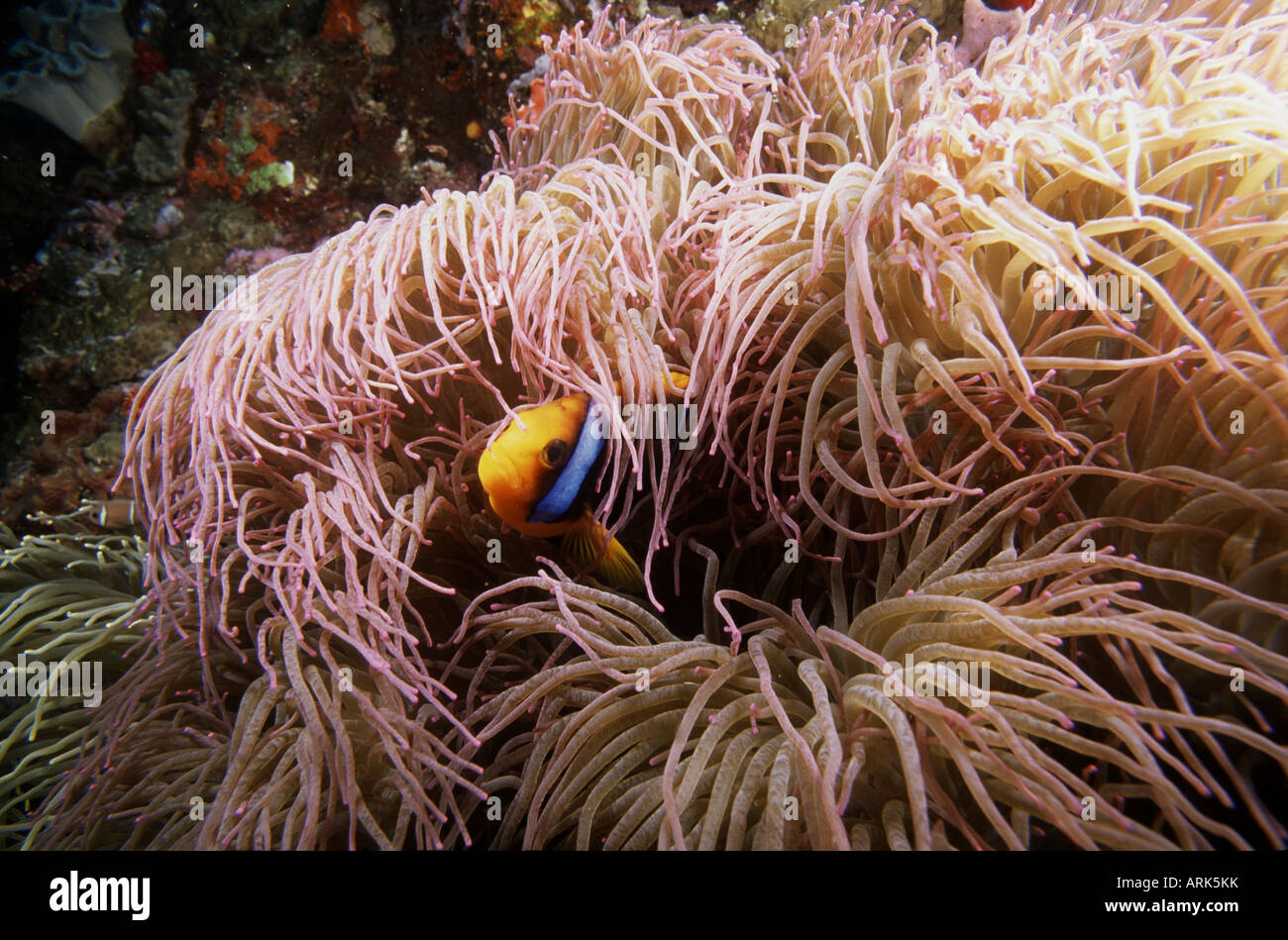Close-up of a Orange-Fin clownfish (Amphiprion chrysopterus Stock Photo ...