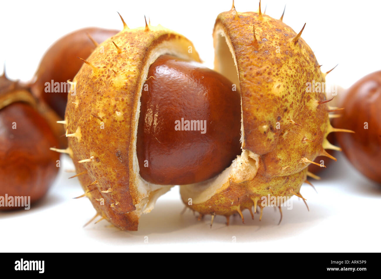 Buckeye with pod. Conker, horse chestnut Stock Photo - Alamy