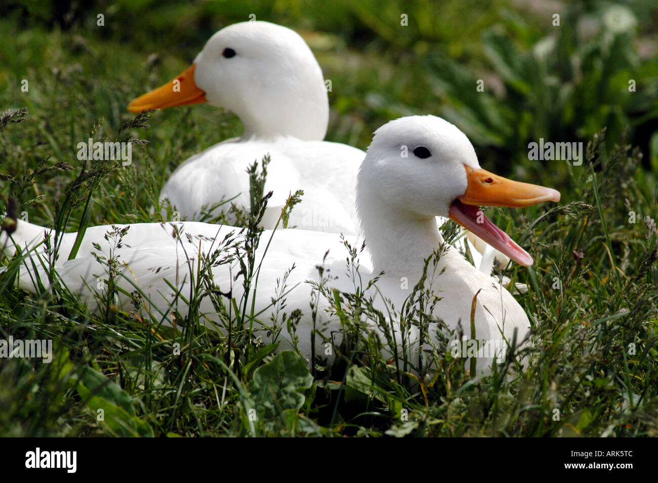 Quak, quak, quak. Smalltalk between two white ducks on a meadow Stock ...