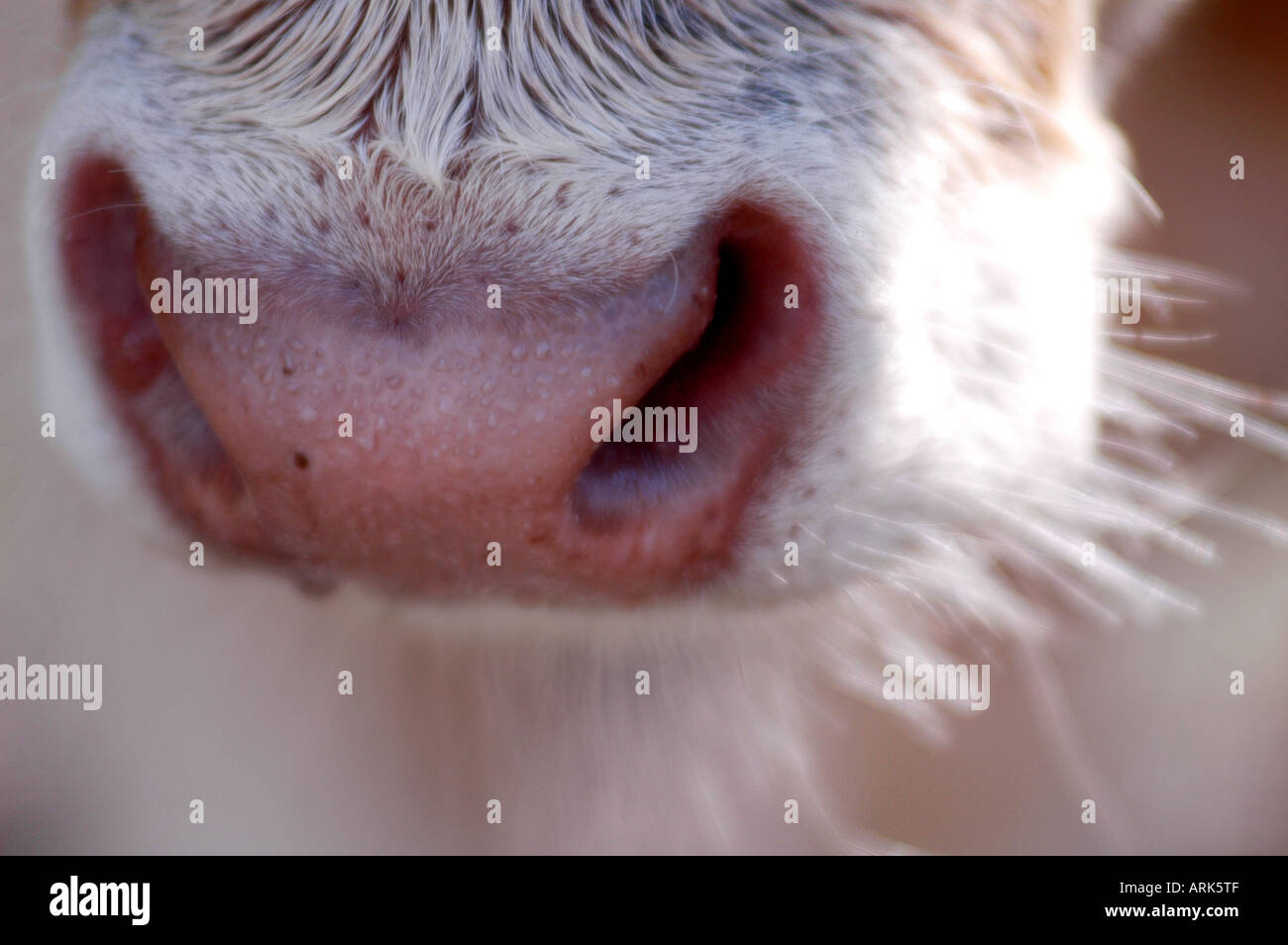 Nose of a cow Stock Photo - Alamy