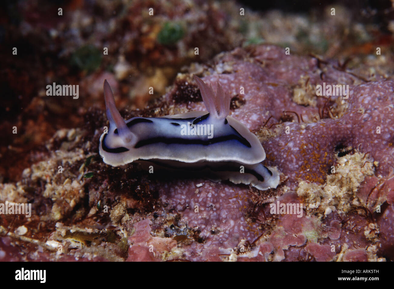 Nudibranch (Chromodoris lochi) underwater Stock Photo - Alamy