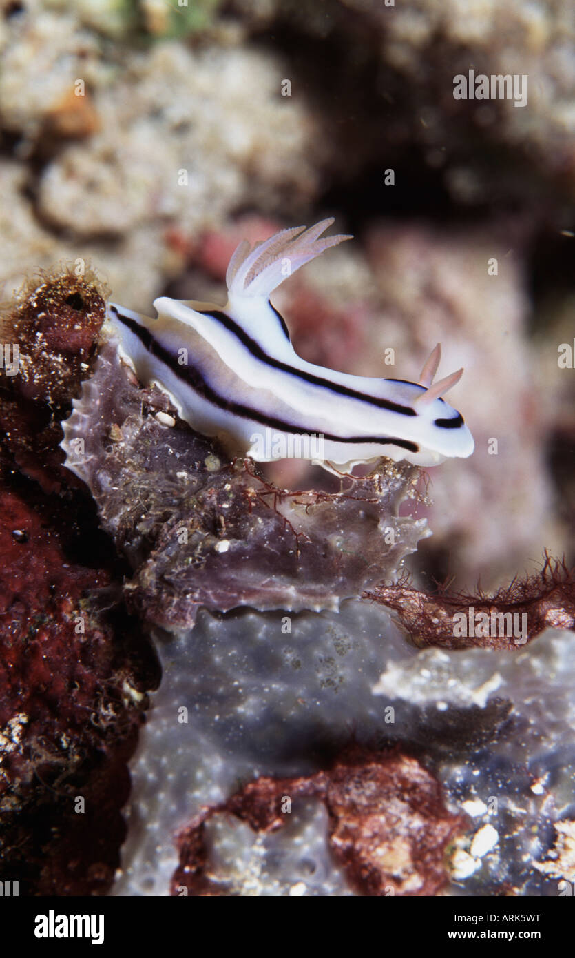 Chromodoris lochi hi-res stock photography and images - Alamy