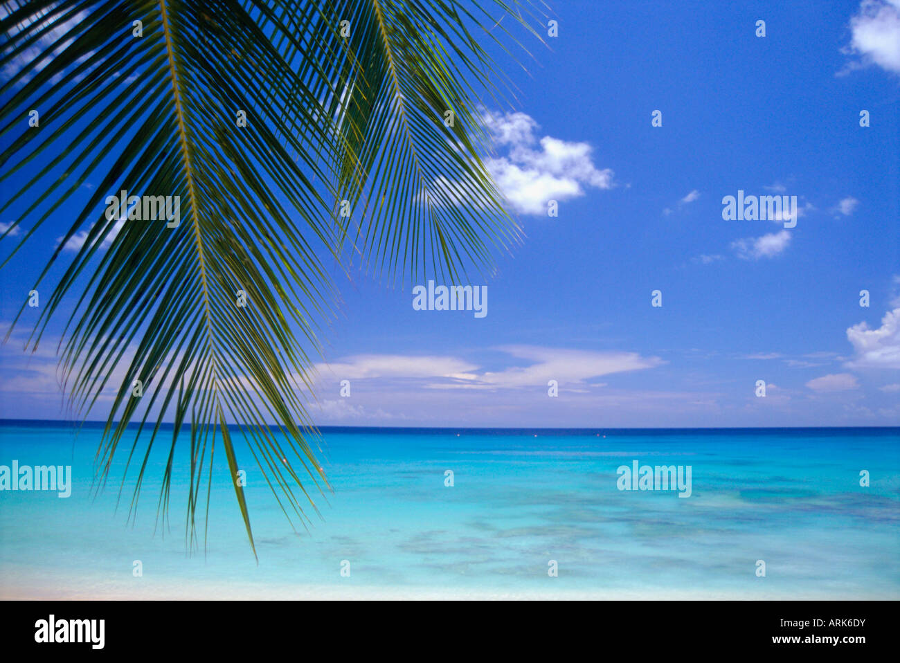 Palms and sea Stock Photo - Alamy