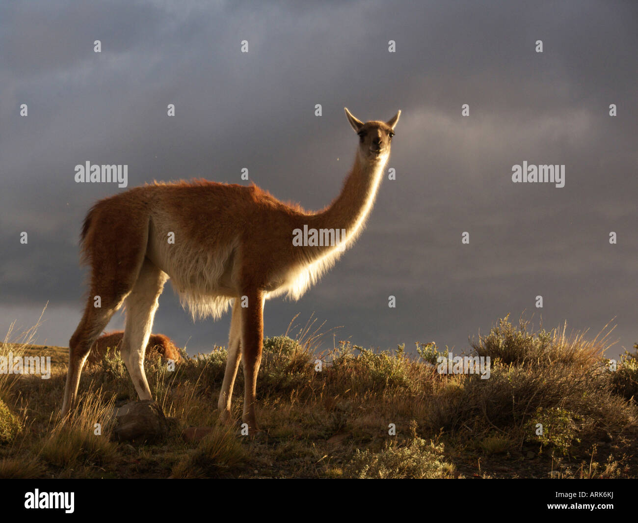 Side profile of a guanaco standing in a field, Chile Stock Photo - Alamy
