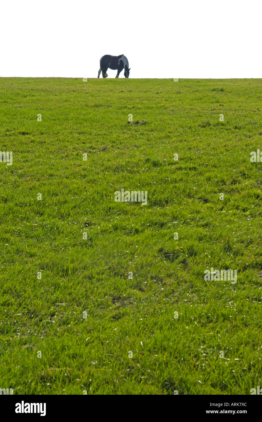 Horse grazing in field with high horizon Stock Photo - Alamy