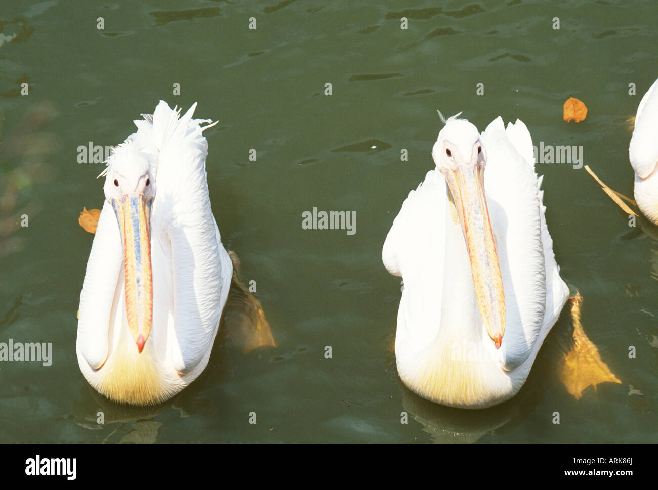 Pelicans laughing hi-res stock photography and images - Alamy